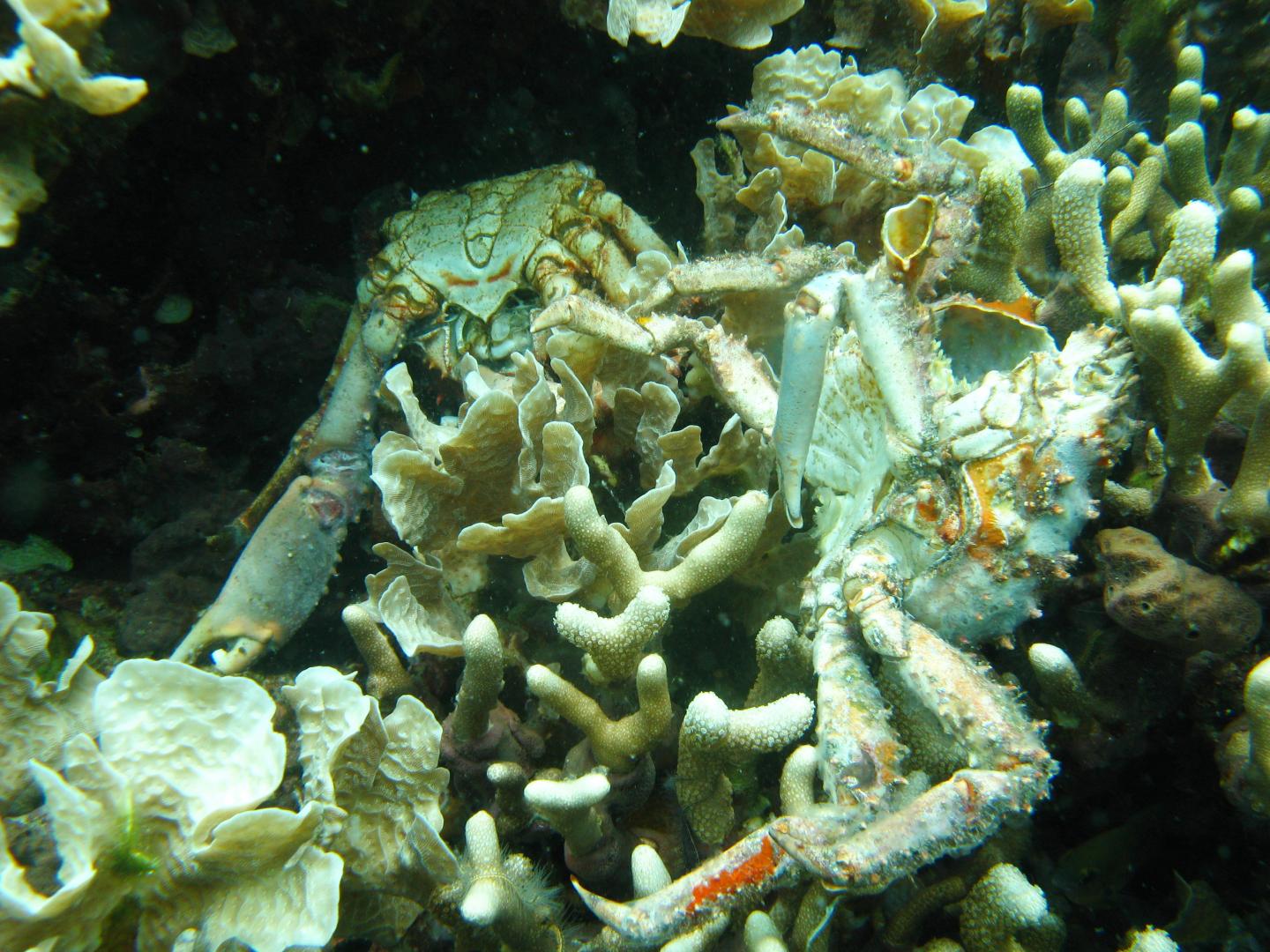 Dying Coral [IMAGE] | EurekAlert! Science News Releases
