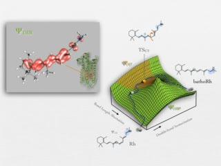 Linking Light and Heat in Visual Pigment | EurekAlert!
