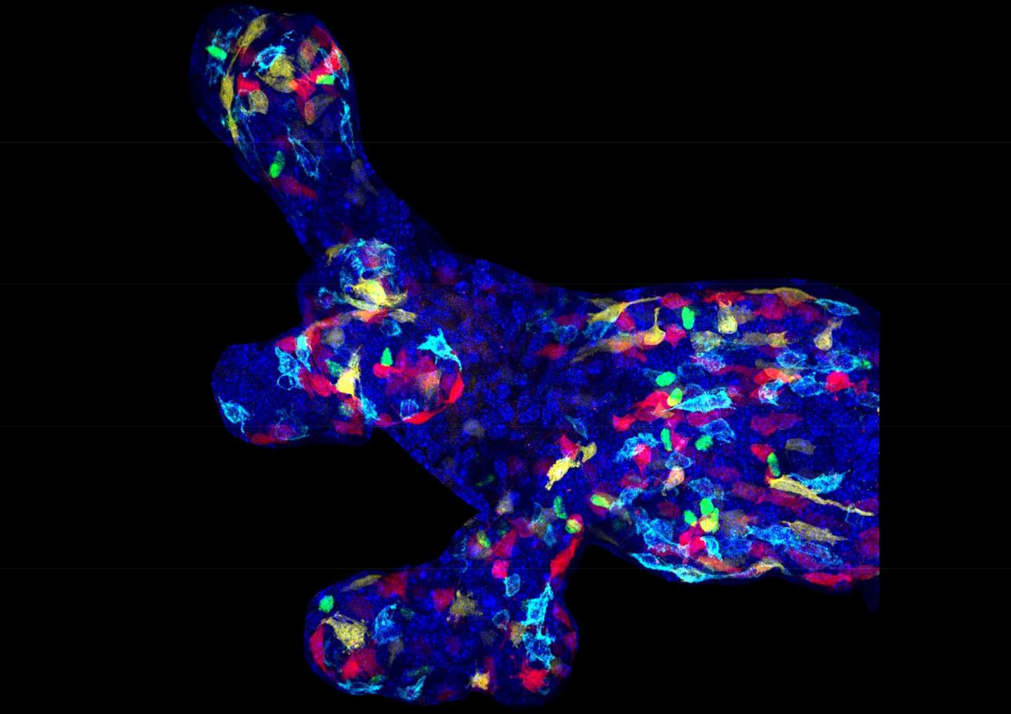 Embryonic mammary gland stem cells identified | EurekAlert!