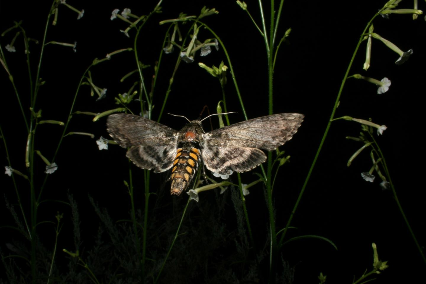 Manduca sexta [IMAGE] | EurekAlert! Science News Releases