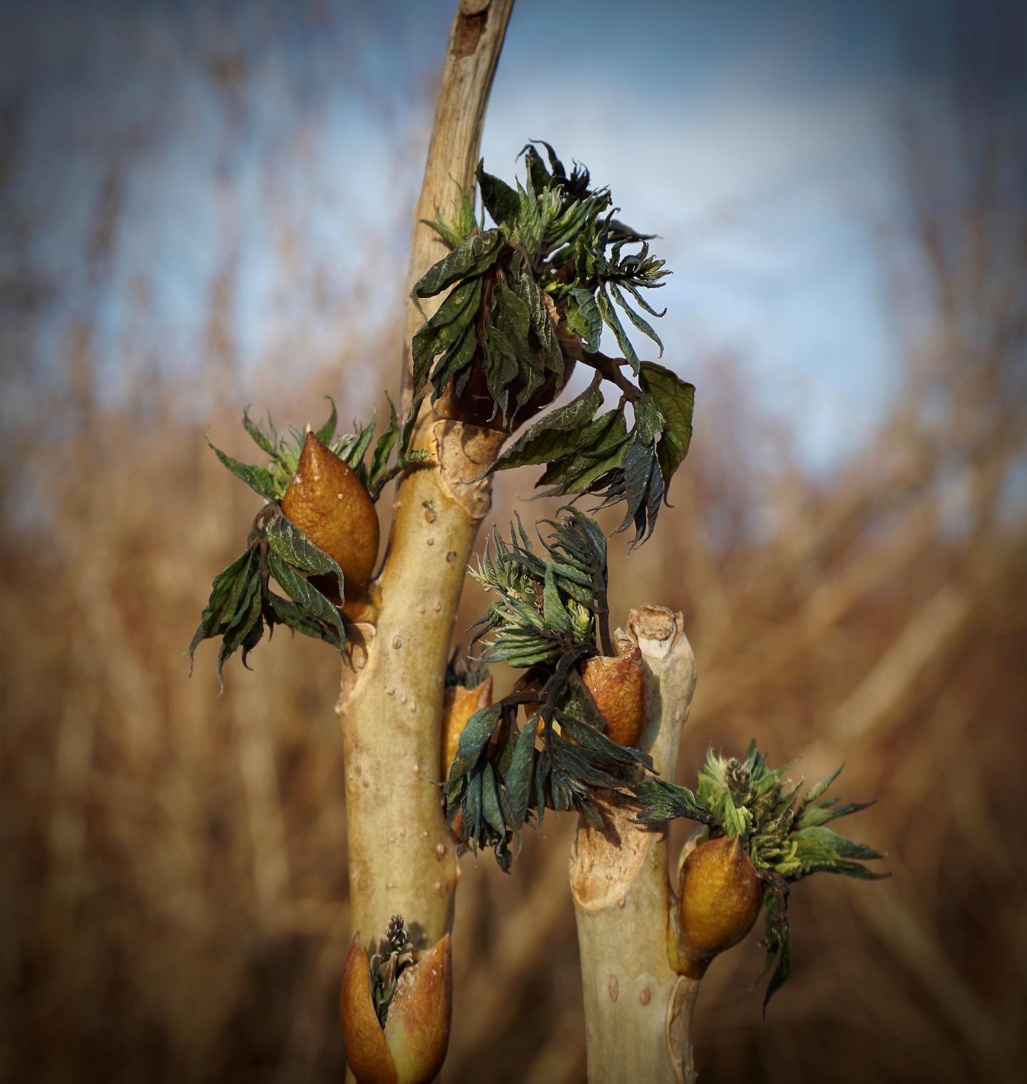 Distribution and evolutionary impact of sprin | EurekAlert!