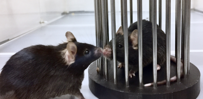 Mice social interaction [IMAGE] | EurekAlert! Science News Releases