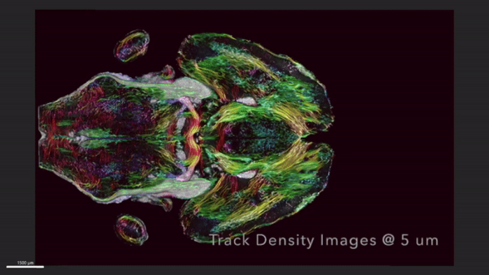 Mouse MRI GIF [IMAGE] | EurekAlert! Science News Releases