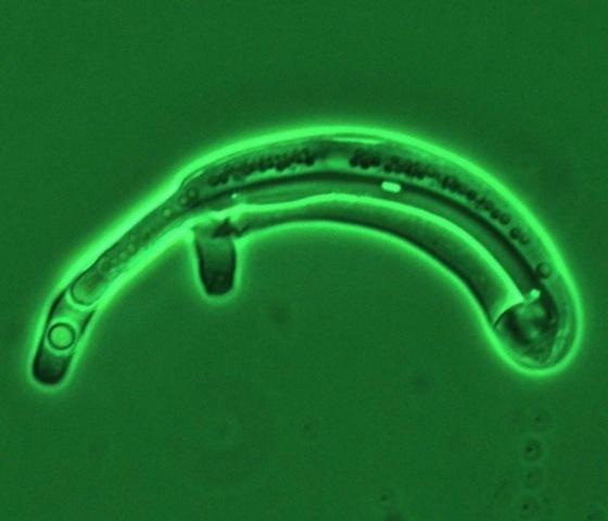 Yeast Scheffersomyces stip [IMAGE] | EurekAlert! Science News Releases