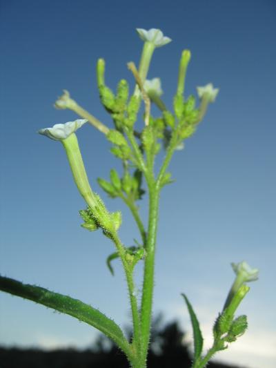 Nicotiana Flowers [IMAGE] | EurekAlert! Science News Releases