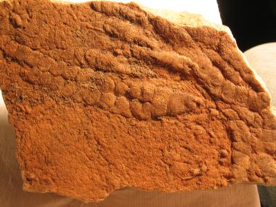 Funisia dorothea (3 of [IMAGE] | EurekAlert! Science News Releases