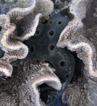 Sea Sponge [IMAGE] | EurekAlert! Science News Releases