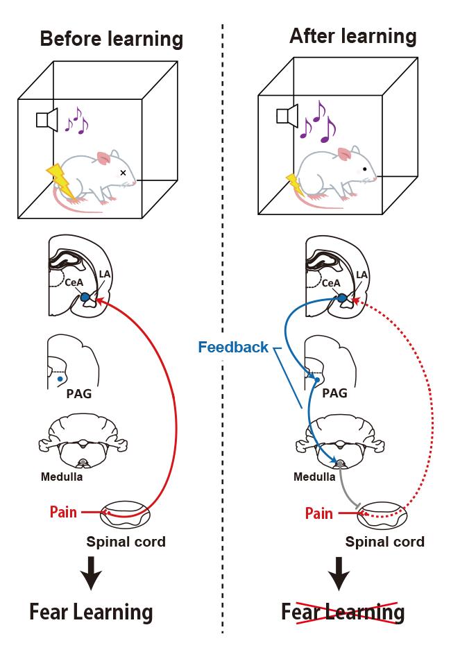 Brain Circuit Model for Settin [IMAGE] | EurekAlert! Science News Releases
