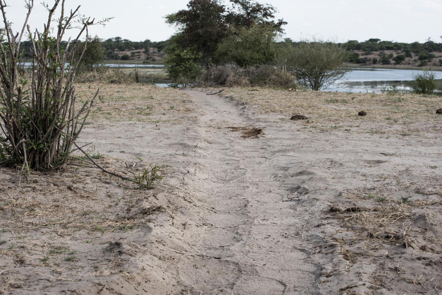 An elephant pathway [IMAGE] | EurekAlert! Science News Releases