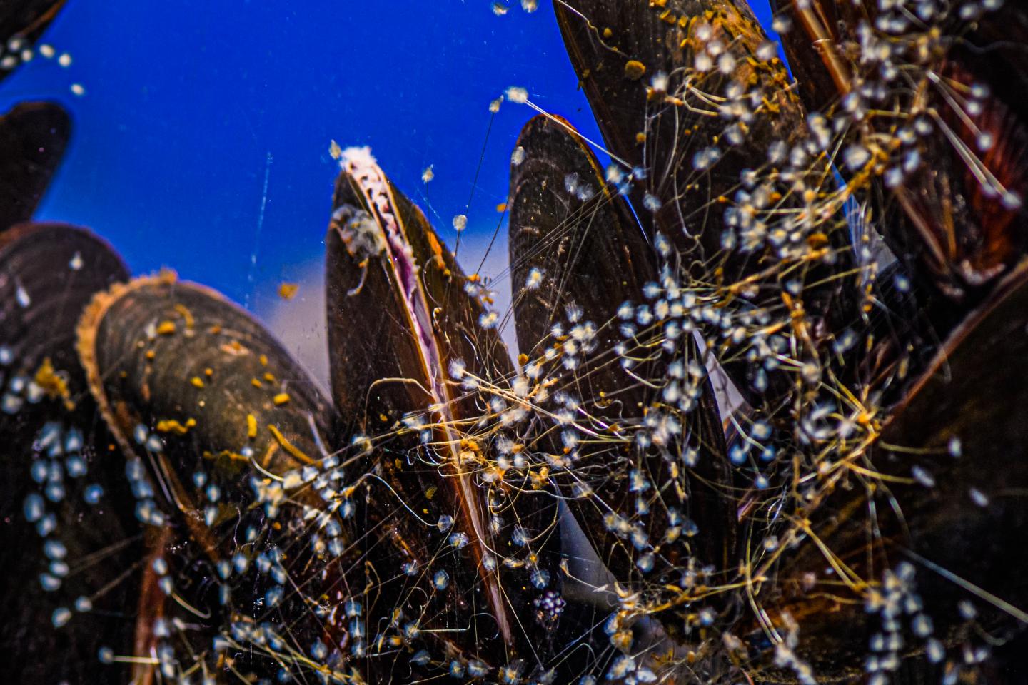 Helpful Shellfish [IMAGE] | EurekAlert! Science News Releases