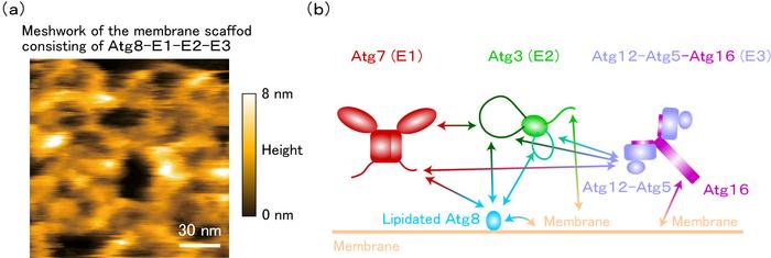 Structure of the lipidated Atg [IMAGE] | EurekAlert! Science News Releases