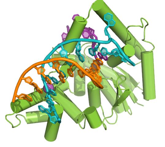 Branched DNA [IMAGE] | EurekAlert! Science News Releases