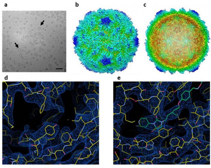 Poliovirus Structure