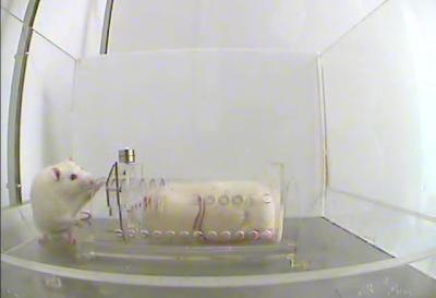 Honor Among Rats (6 of 11) | EurekAlert!