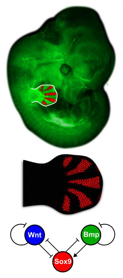 Embryo and Model [IMAGE] | EurekAlert! Science News Releases