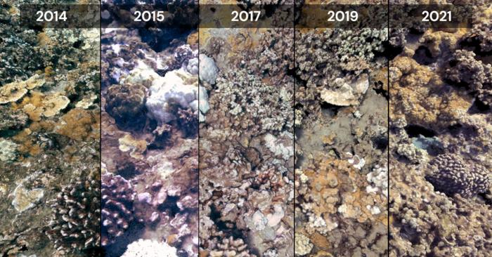 Coral bleaching in Maui [IMAGE] | EurekAlert! Science News Releases