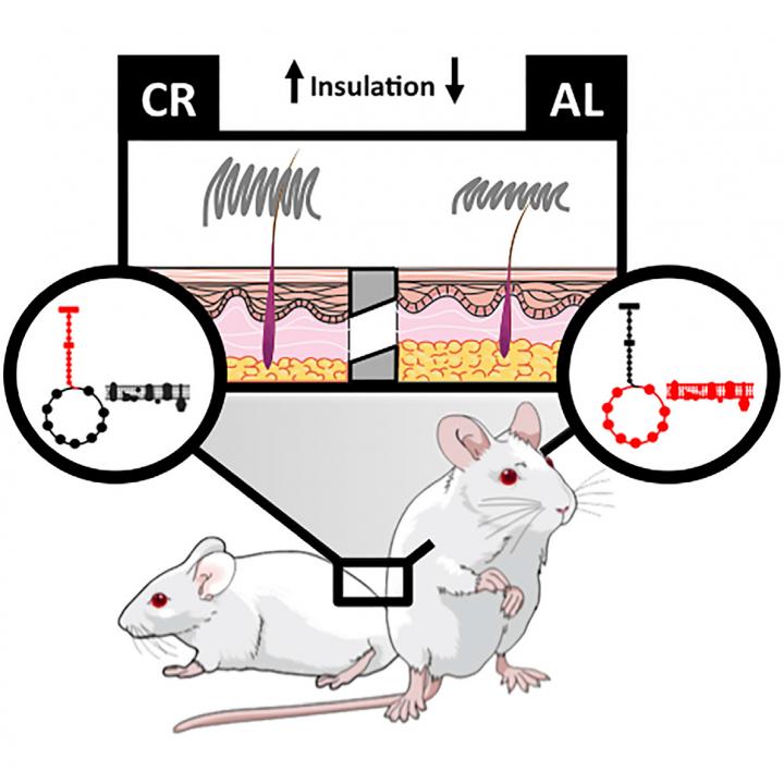 In mice, calorie restriction reduces fat but | EurekAlert!