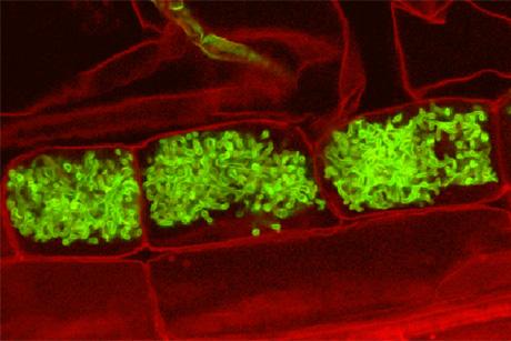 Fungal Arbuscules Inside Root [IMAGE] | EurekAlert! Science News Releases