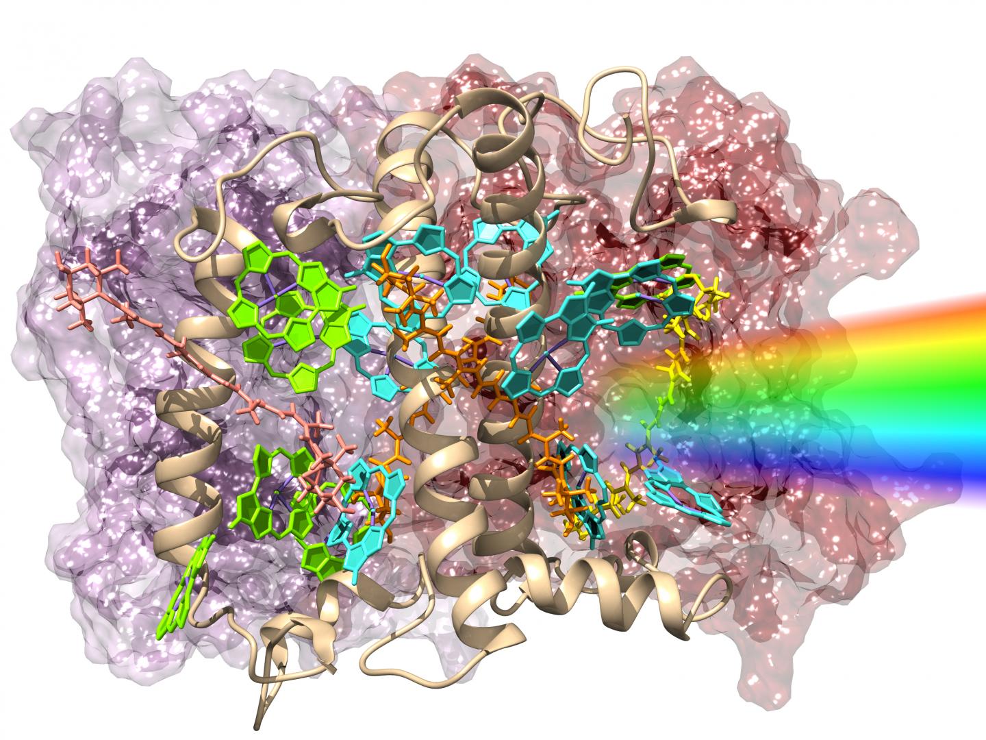 LHC-II, the Molecule that Carr [IMAGE] | EurekAlert! Science News Releases