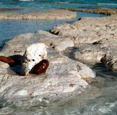 Stromatolites [IMAGE] | EurekAlert! Science News Releases