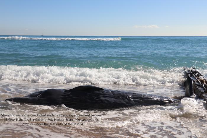 Stranded whale [IMAGE] | EurekAlert! Science News Releases