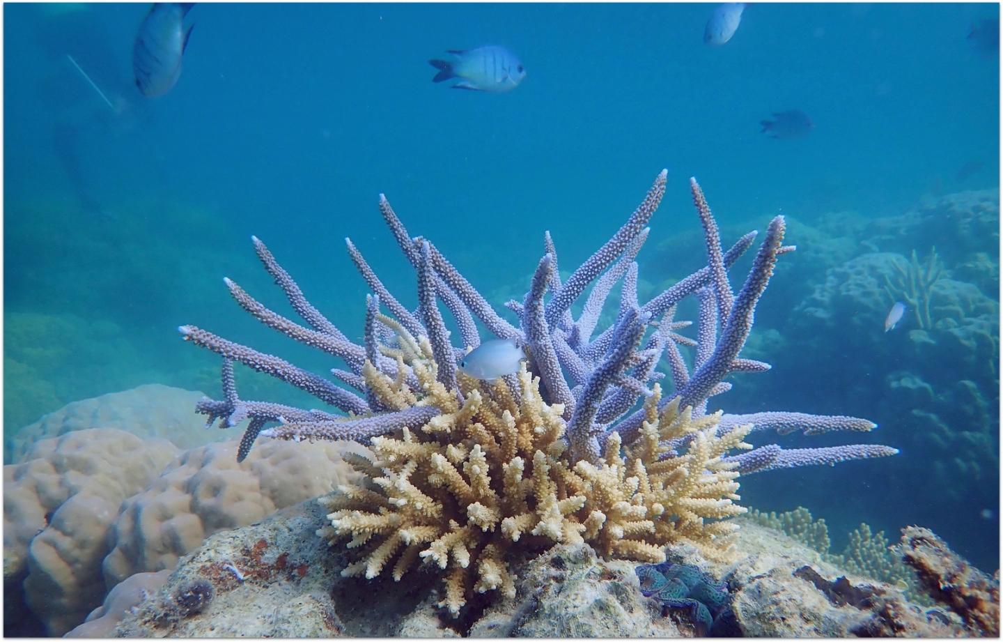 Coral Reef Habitat [IMAGE] | EurekAlert! Science News Releases