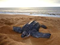 'Gentle recovery' of Brazil's leatherback tur | EurekAlert!