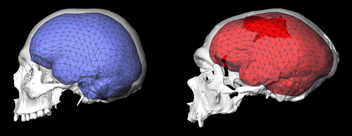 Modern Human Brain Shape Evolved Gradually, U | EurekAlert!