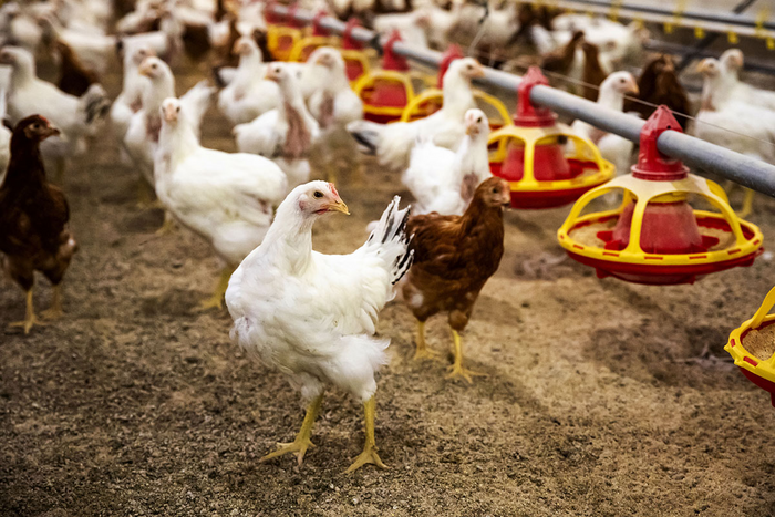 Pure Columbian chickens [IMAGE] | EurekAlert! Science News Releases