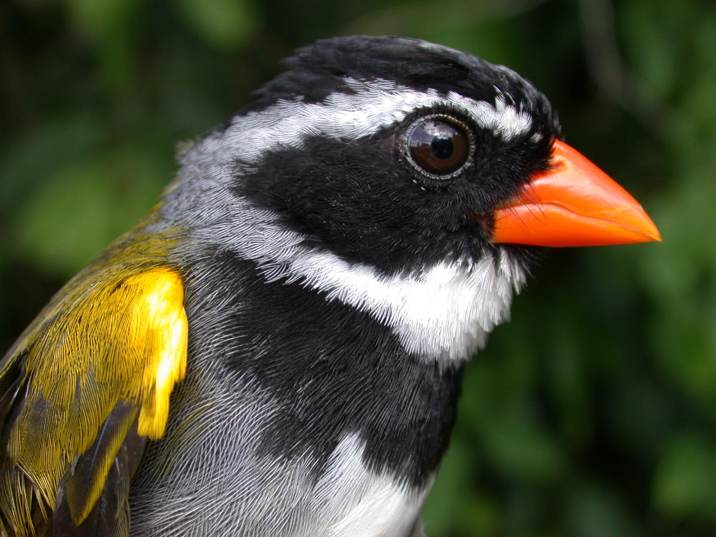 Orange-billed Sparrow [IMAGE] | EurekAlert! Science News Releases
