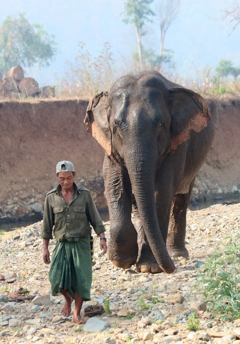 elephant and mahout [IMAGE] | EurekAlert! Science News Releases