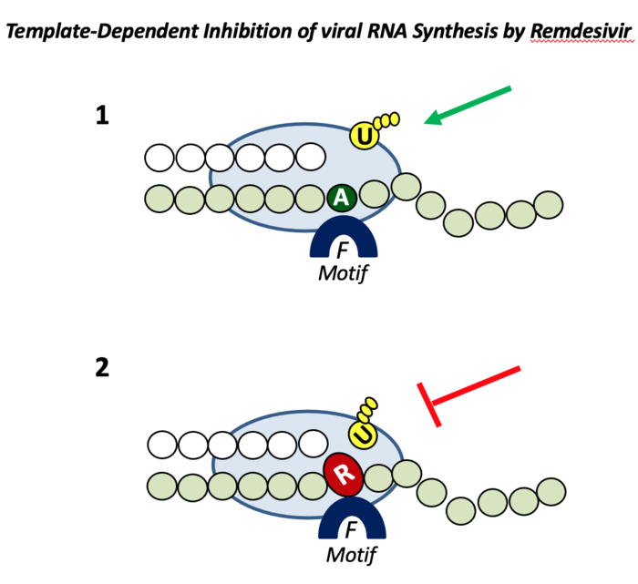 Building better antivirals: Understanding int | EurekAlert!