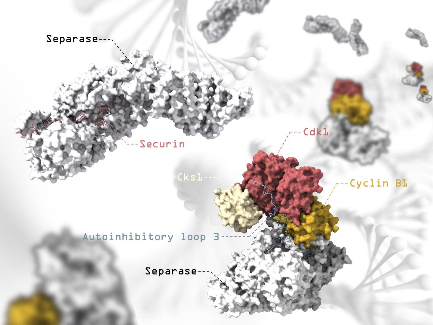 Chromosomes separation under focus | EurekAlert!