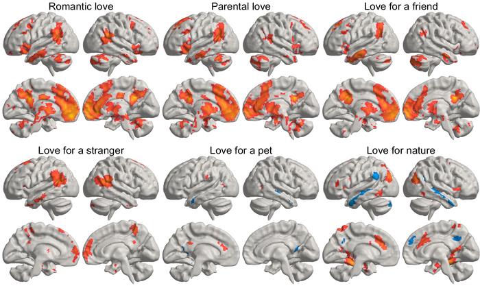 Finding love: Study reveals where love lives | EurekAlert!