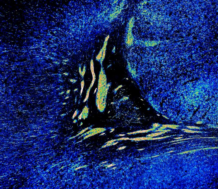 Neuronal migration and recruit [IMAGE] | EurekAlert! Science News Releases