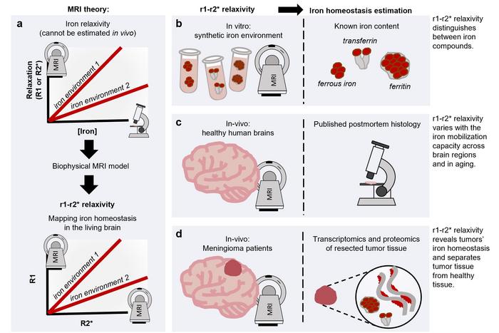 In Vivo MRI Scans of Meningiom [IMAGE] | EurekAlert! Science News Releases