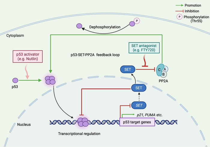 Identification of p53-SET-PP2A feedback loop | EurekAlert!