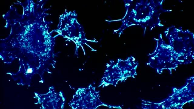 The DNA damage response goes viral: A way in | EurekAlert!