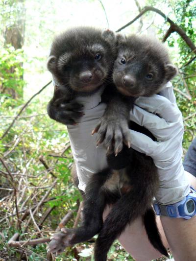 Fisher Kits [IMAGE] | EurekAlert! Science News Releases