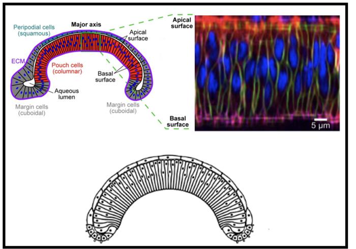 Wing disc [IMAGE] | EurekAlert! Science News Releases