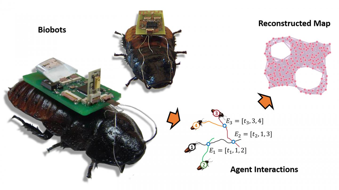 Nueva Tecnología usaría Drones y Cucarachas | EurekAlert!