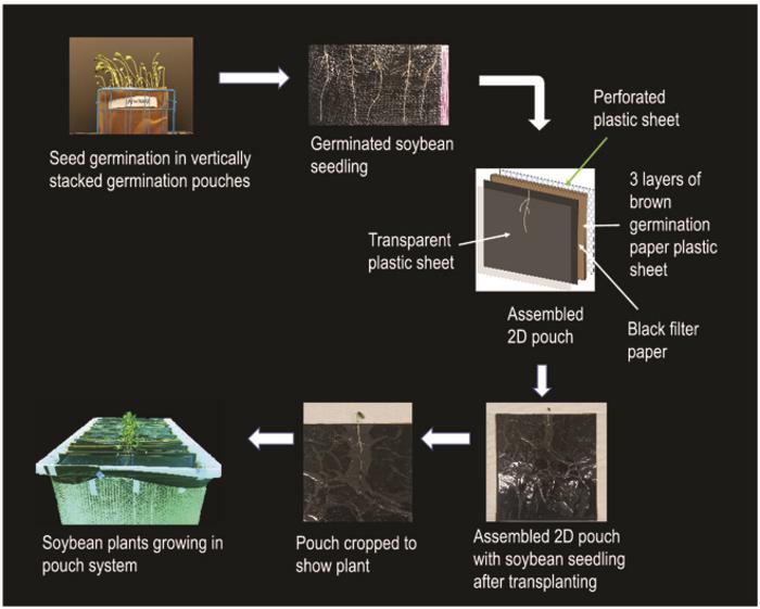 Revolutionizing crop efficiency: Innovations | EurekAlert!