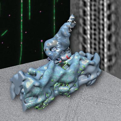 Dynein: Motoring Along (3 of 5 [IMAGE] | EurekAlert! Science News Releases