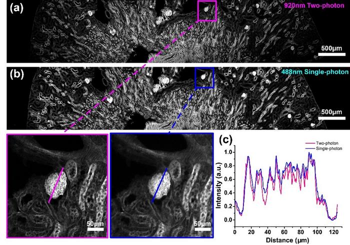 FIG 3 [IMAGE] | EurekAlert! Science News Releases