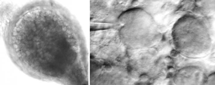 Ganglia [IMAGE] | EurekAlert! Science News Releases