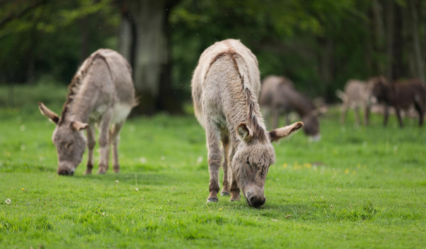 A Better Understanding of the Donkey Genome ( | EurekAlert!