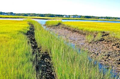 Marsh Recovery [IMAGE] | EurekAlert! Science News Releases