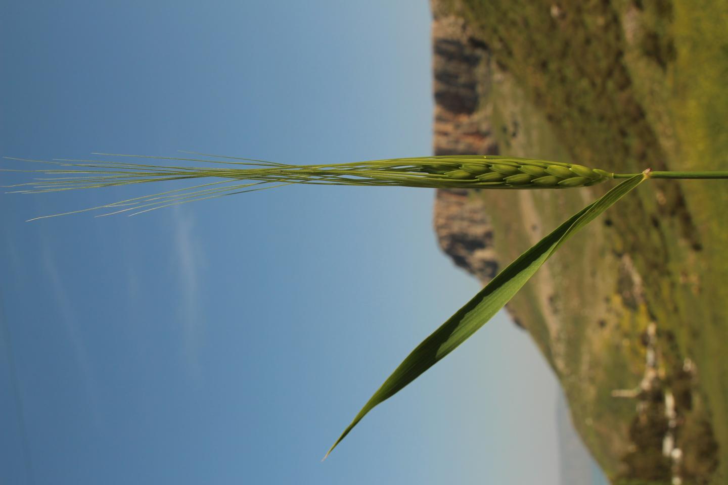 How Humans Transformed Wild Wheat into its Mo | EurekAlert!