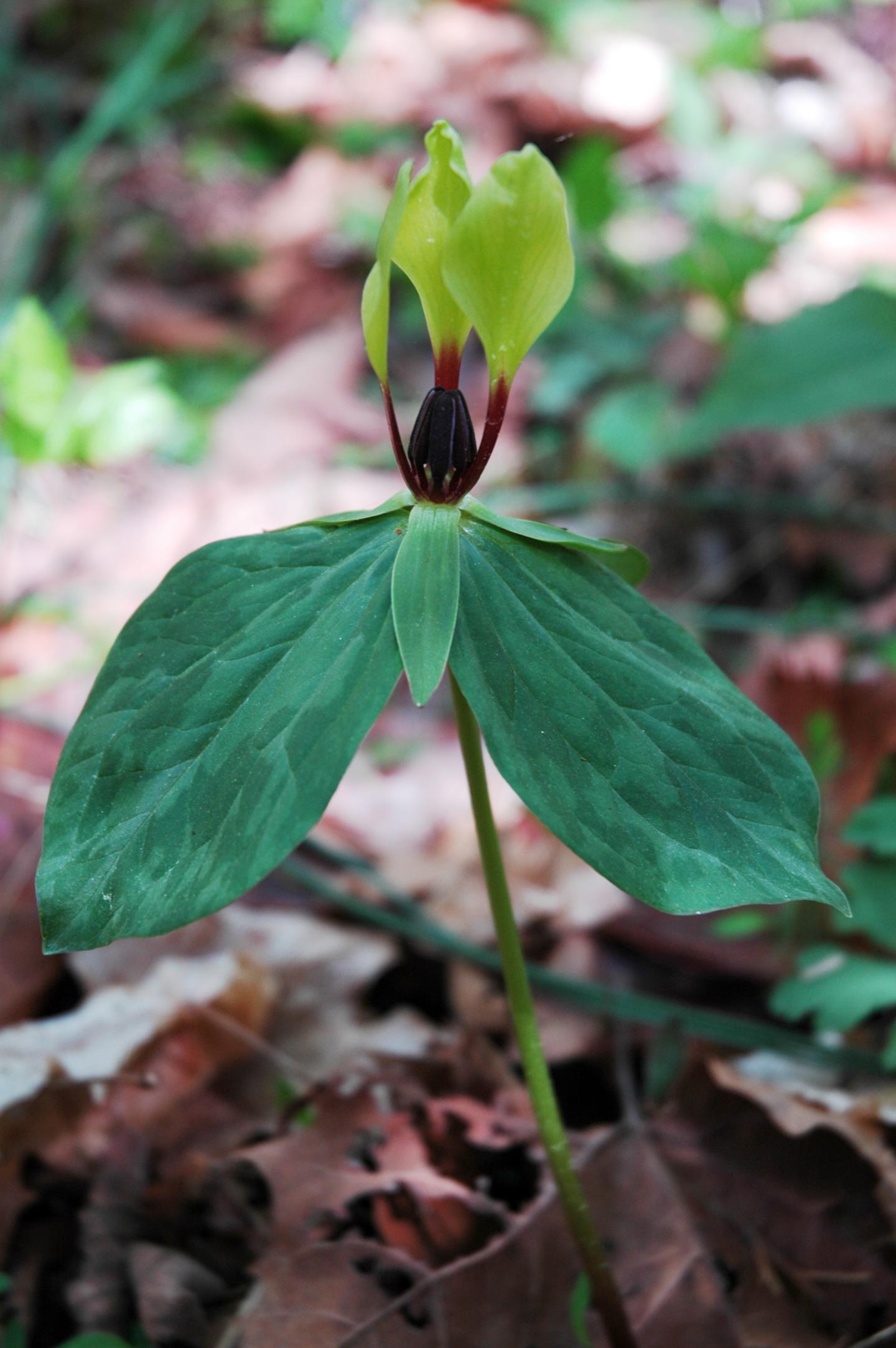 The mighty seed | EurekAlert!