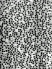 Microscopic Particles Form Str [VIDEO] | EurekAlert! Science News Releases